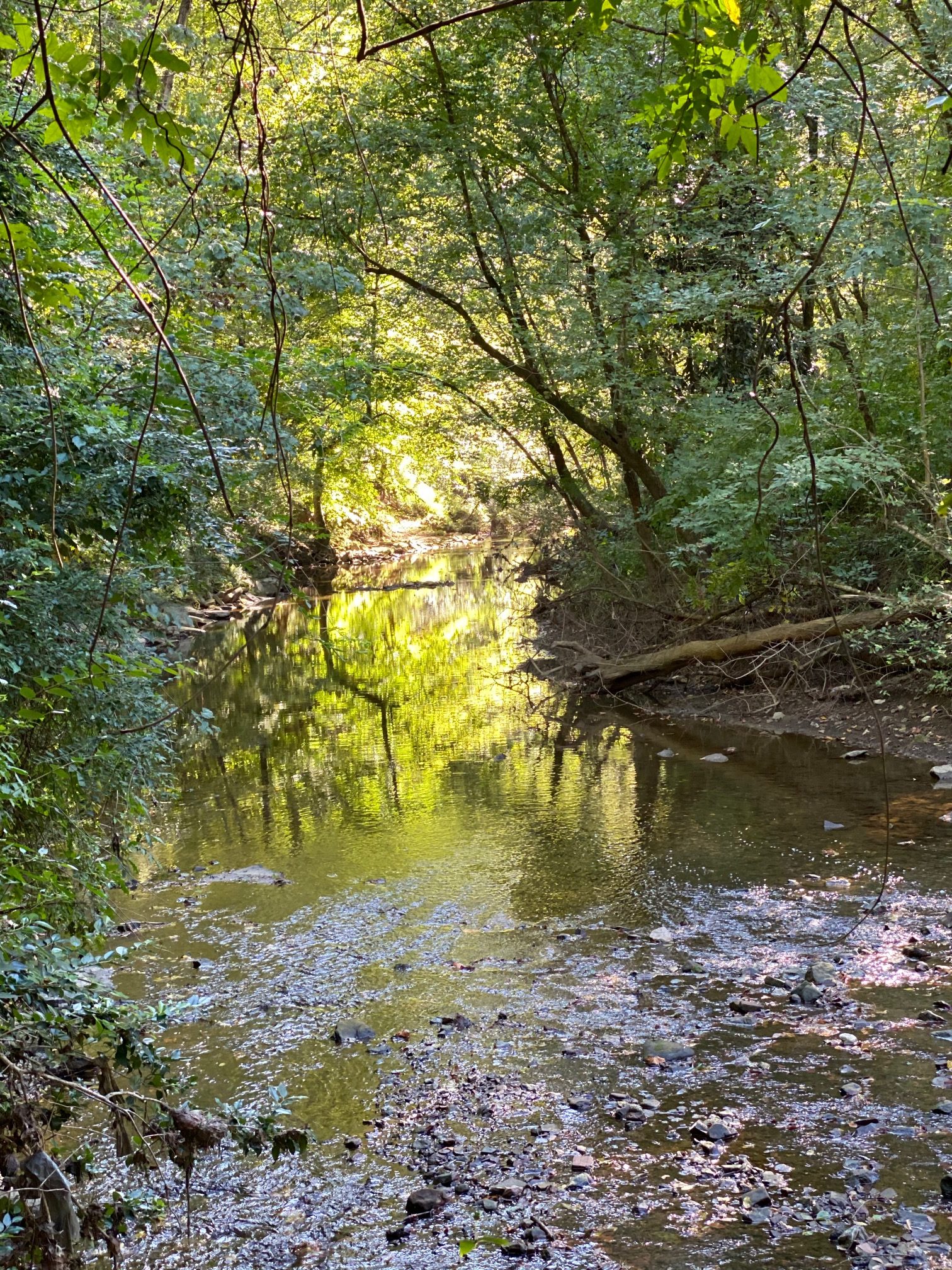 Fauna of Jemison Park – Friends of Jemison Park